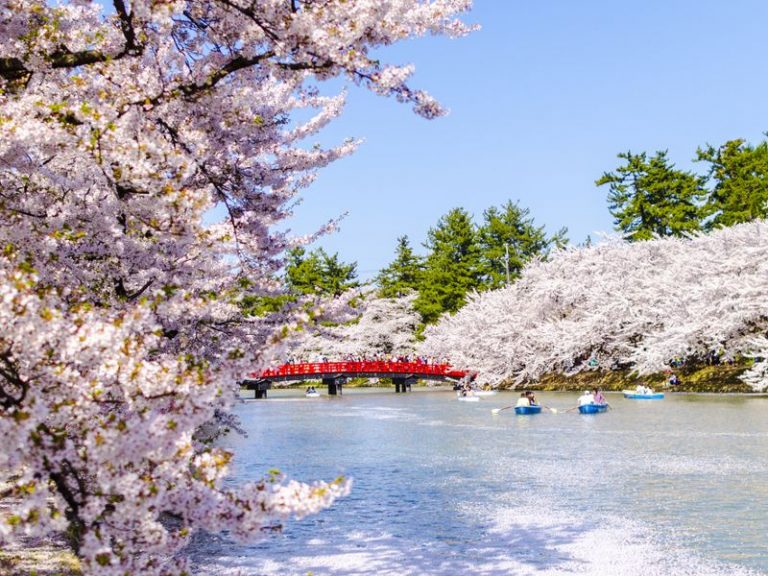Best Cherry Blossom Festivals & Viewing Locations | JRailPass