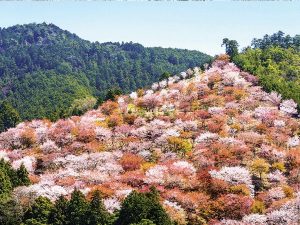 Best Cherry Blossom Festivals & Viewing Locations | JRailPass