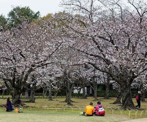 Best Cherry Blossom Festivals & Viewing Locations | JRailPass