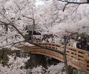 Best Cherry Blossom Festivals & Viewing Locations | JRailPass