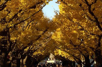 Autumn Colors in Japan: 2019 Fall Foliage Forecast - Japan Rail Pass