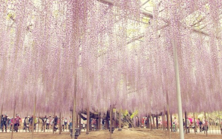 Ashikaga Flower Park: Access and Best Times to Visit | JRailPass