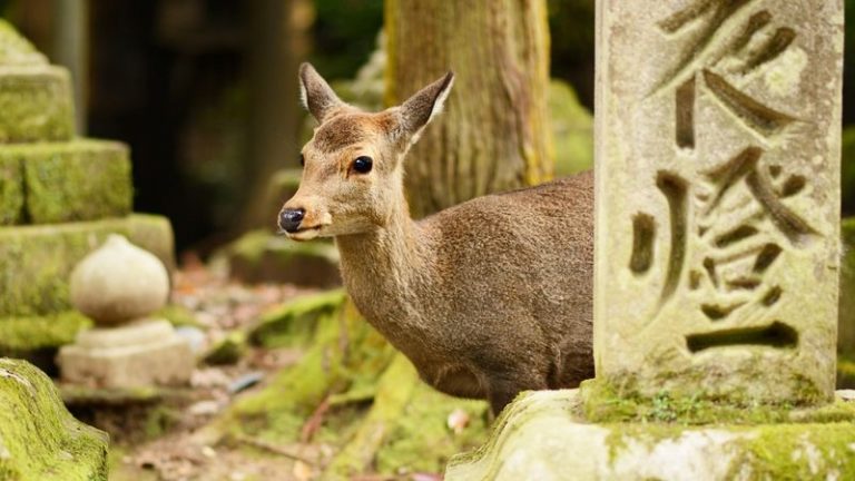 Nara Park: el parque de ciervos de Nara | JRailPass