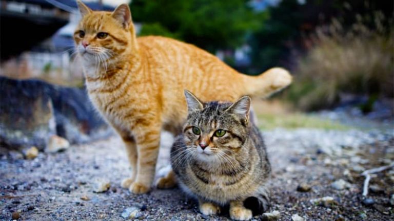 Visiting Tashirojima, the Japanese Cat Island - JRailPass